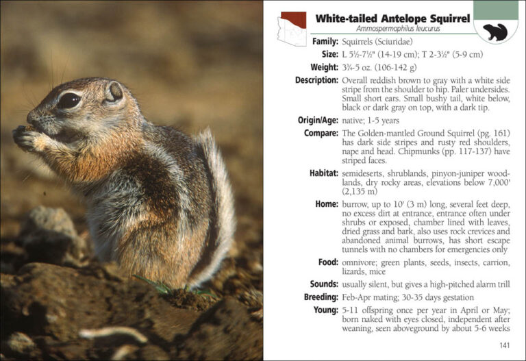 Mammals of Arizona Field Guide - AdventureKEEN Shop