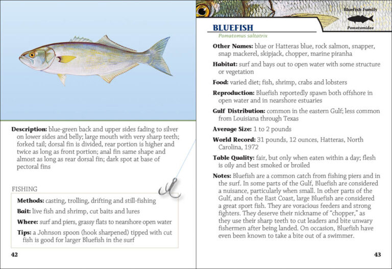 Saltwater Sport Fish of the Gulf Field Guide - AdventureKEEN Shop