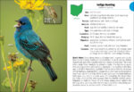 Birds of Ohio Field Guide - AdventureKEEN Shop