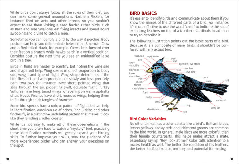 Birds of Wisconsin Field Guide - AdventureKEEN Shop