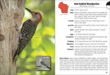 Birds of Wisconsin Field Guide - AdventureKEEN Shop