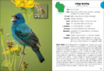 Birds of Wisconsin Field Guide - AdventureKEEN Shop