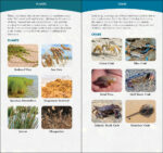 Coastal Life of the Atlantic and Gulf Coasts - AdventureKEEN Shop