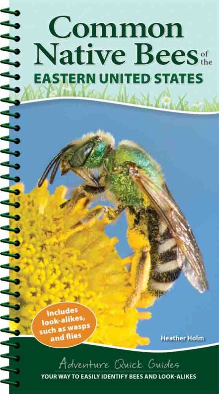 Common Native Bees of the Eastern United States - AdventureKEEN Shop