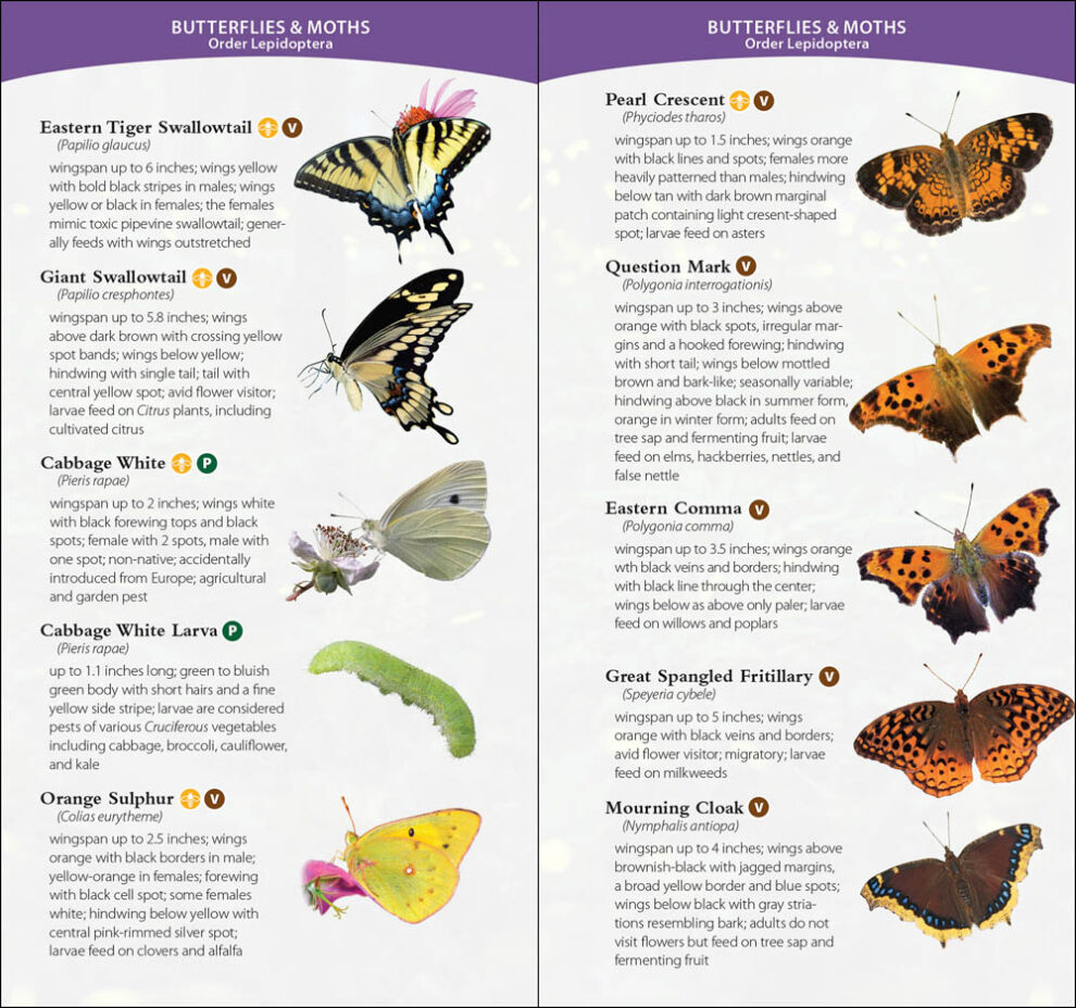 Garden Bugs & Insects of the Northeast - AdventureKEEN Shop