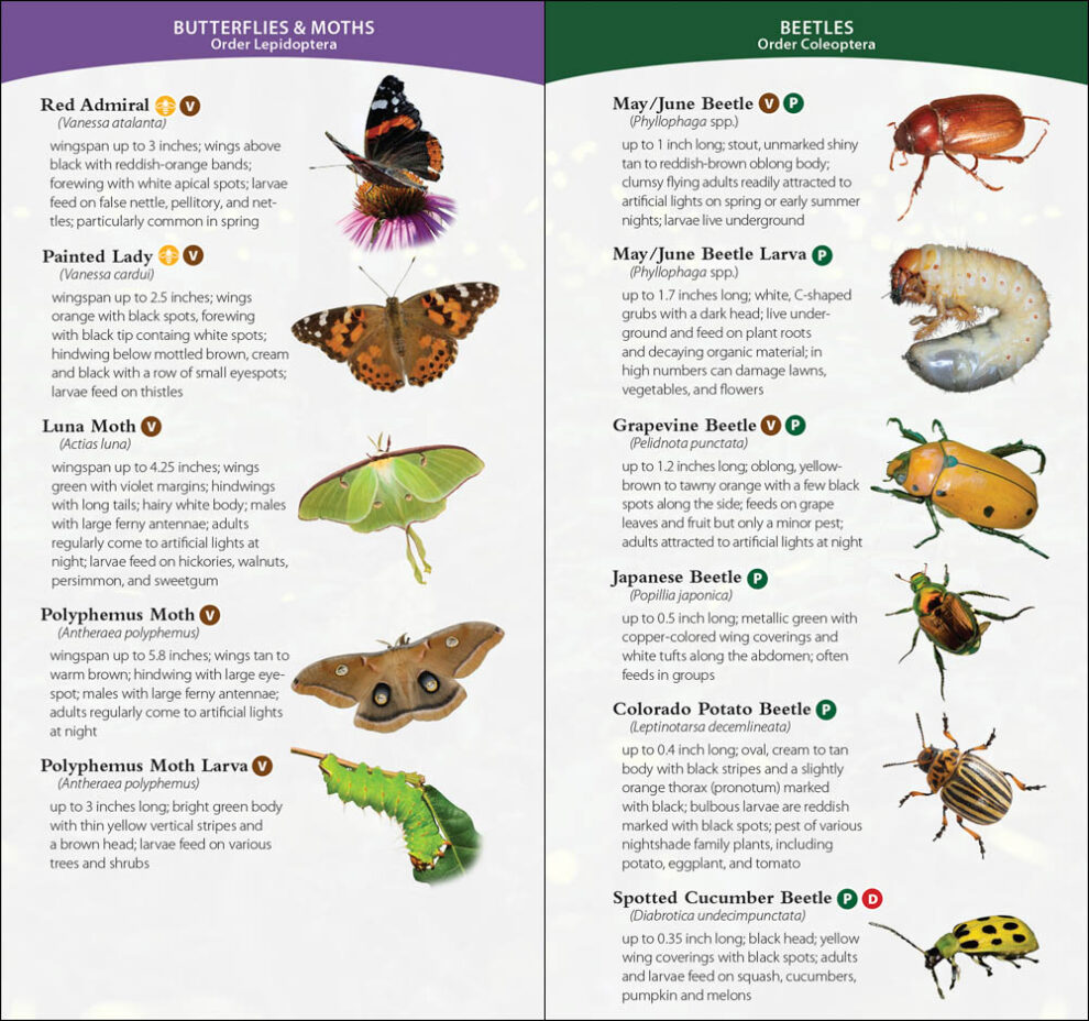 Garden Bugs & Insects of the Northwest - AdventureKEEN Shop