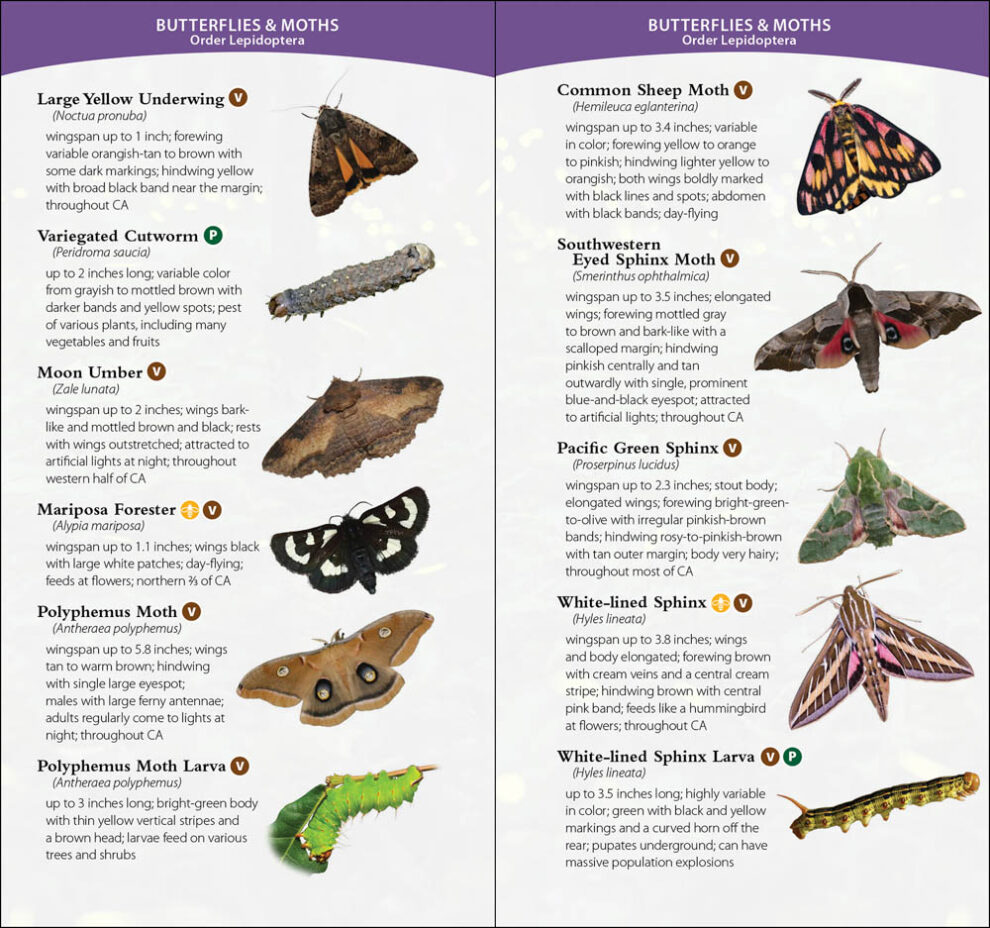 Garden Bugs & Insects of California - AdventureKEEN Shop