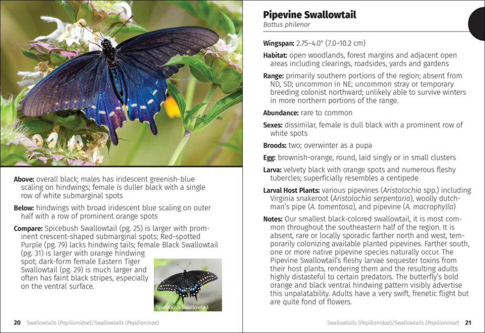 Butterflies of the Midwest Field Guide - AdventureKEEN Shop