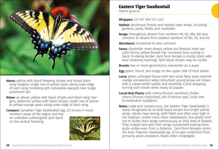 Butterflies of the Midwest Field Guide - AdventureKEEN Shop