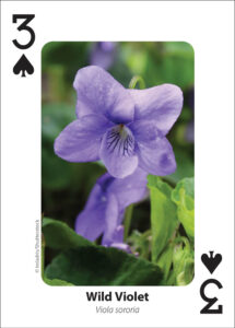 Foraging Playing Cards - AdventureKEEN Shop