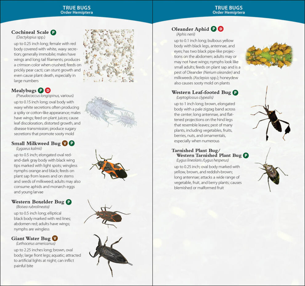 Garden Bugs & Insects of California - AdventureKEEN Shop