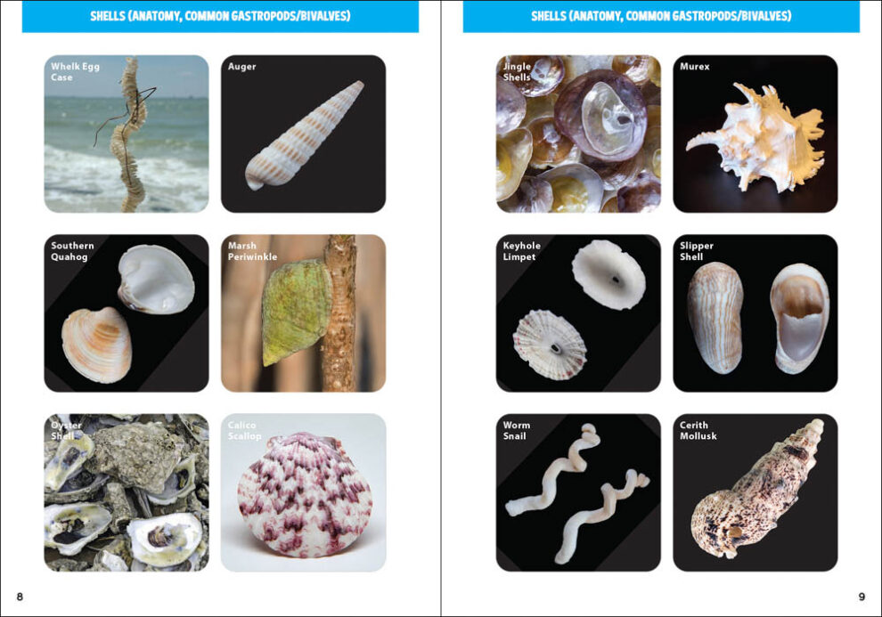 Seashells & Beachcombing for Kids - AdventureKEEN Shop