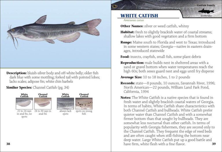 Freshwater Fish of Georgia Field Guide - AdventureKEEN Shop