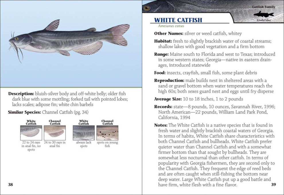Freshwater Fish of Georgia Field Guide - AdventureKEEN Shop
