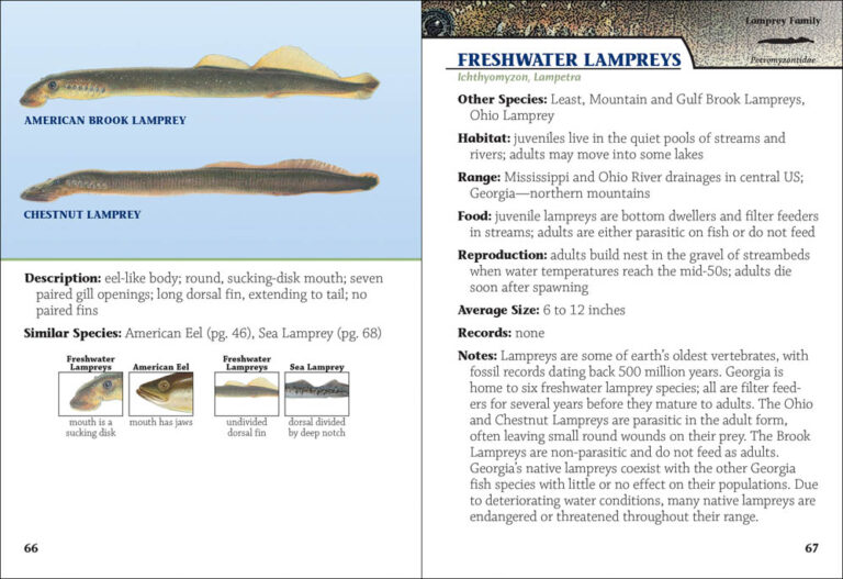 Freshwater Fish of Georgia Field Guide - AdventureKEEN Shop