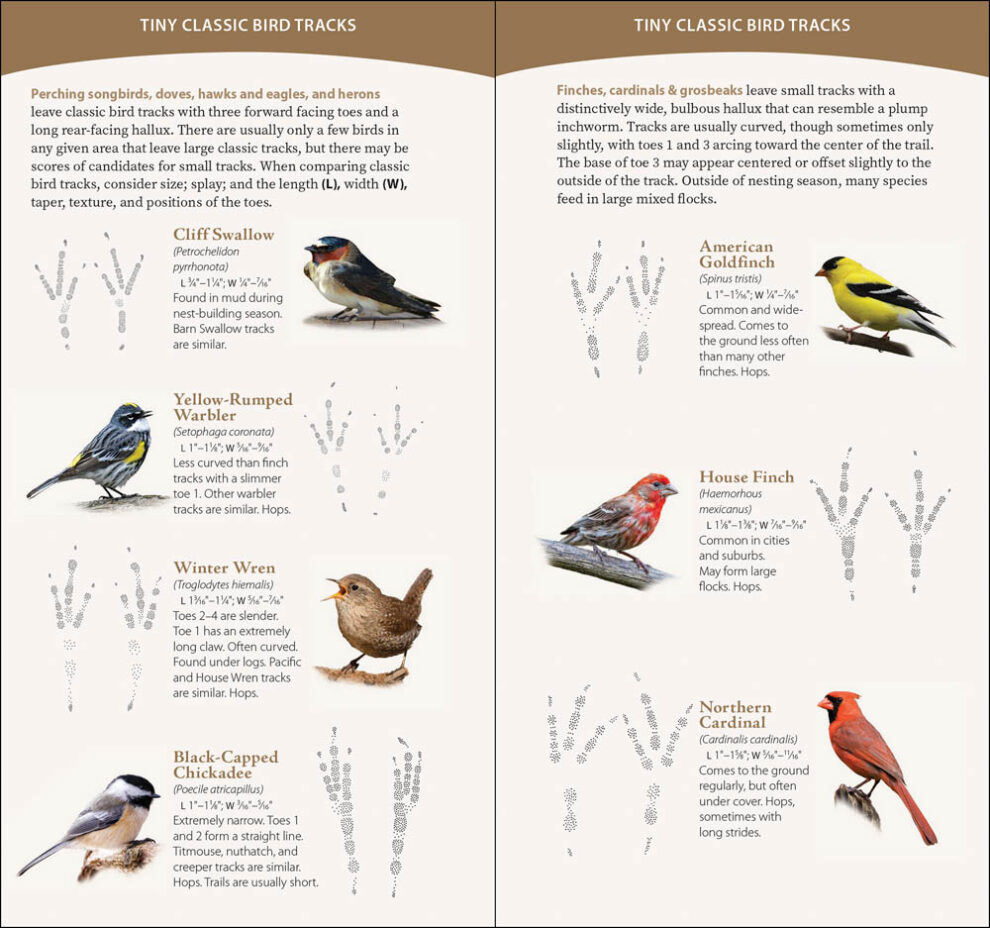 Bird Tracks - AdventureKEEN Shop
