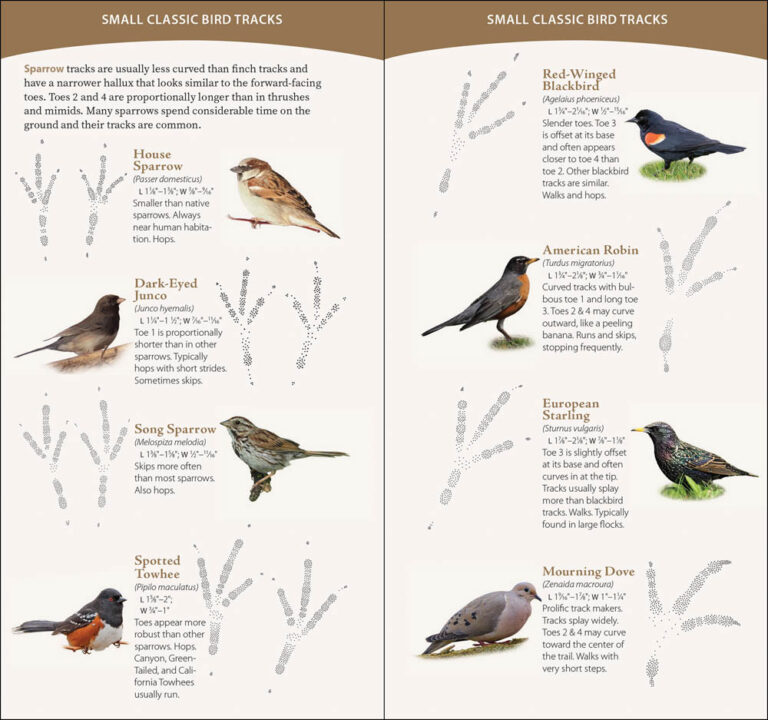 Bird Tracks - AdventureKEEN Shop