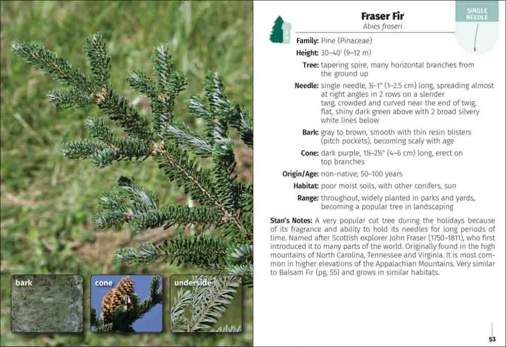 Trees of New England Field Guide - AdventureKEEN Shop